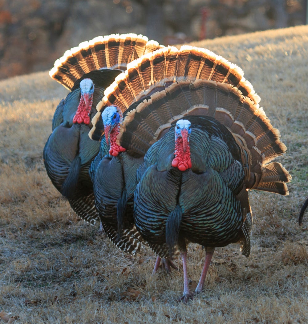 The Wild Turkey May Be America s Greatest Wildlife Conservation Success 