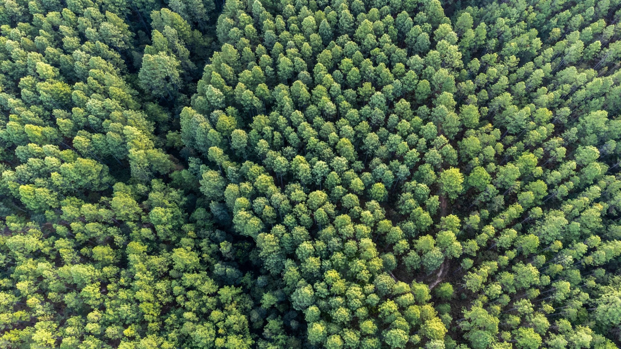 The Climate Benefits Of Informed Forestry Practices LaptrinhX News the-climate-benefits-of-informed-forestry-practices-laptrinhx-news