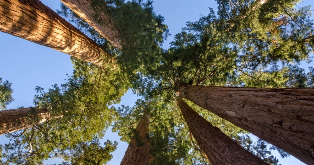 4 ways California should strengthen its cap-and-trade program - Climate 411