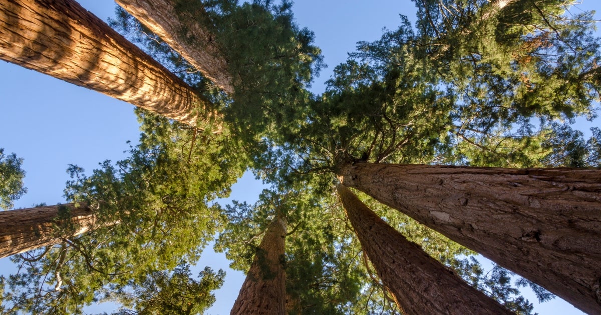 4 ways California should strengthen its cap-and-trade program - Climate 411