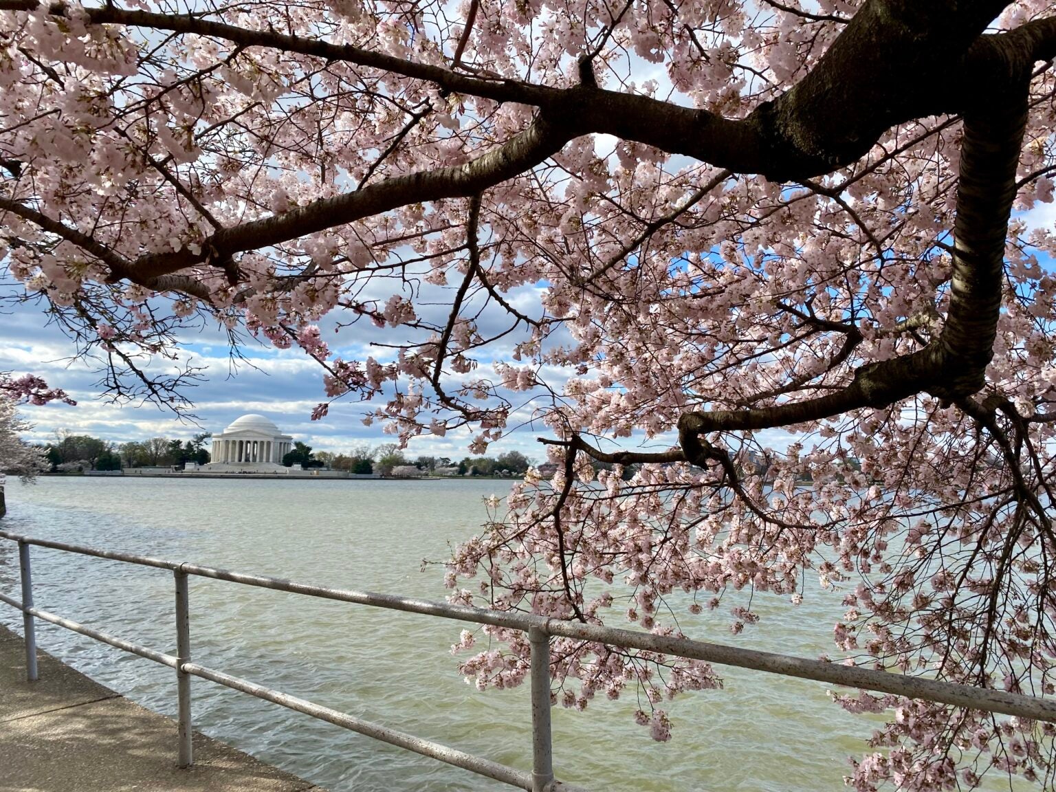 Cherry blossoms: a microcosm of the global climate crisis - Climate 411