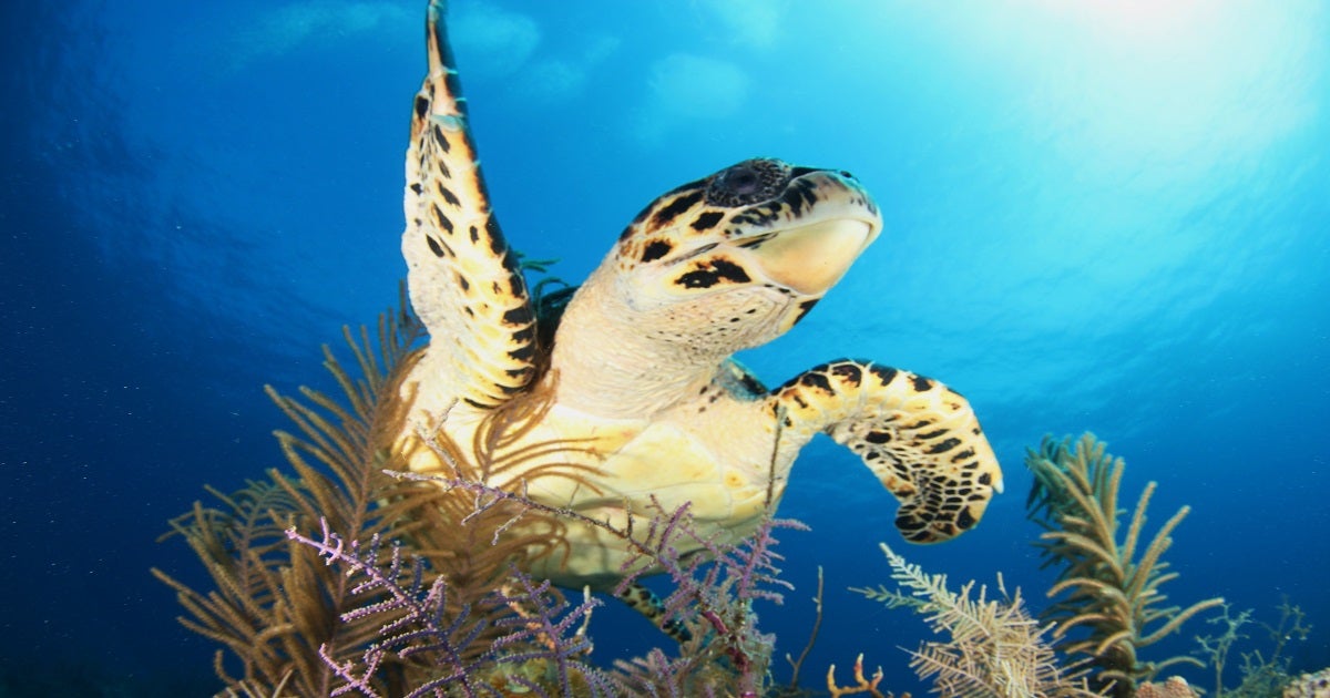 Protecting imperiled ocean travelers