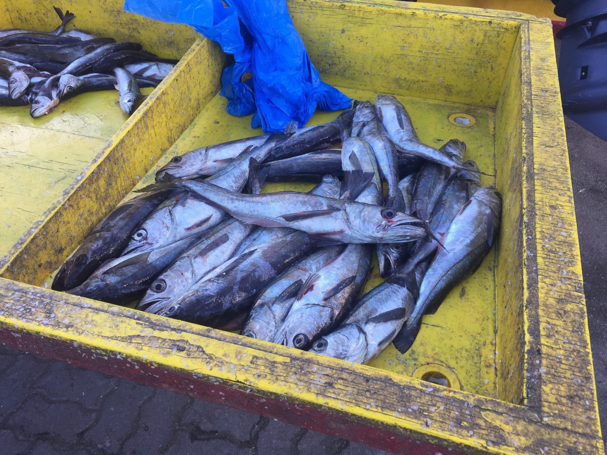 Why certified seafood is so important to Chilean fisheries