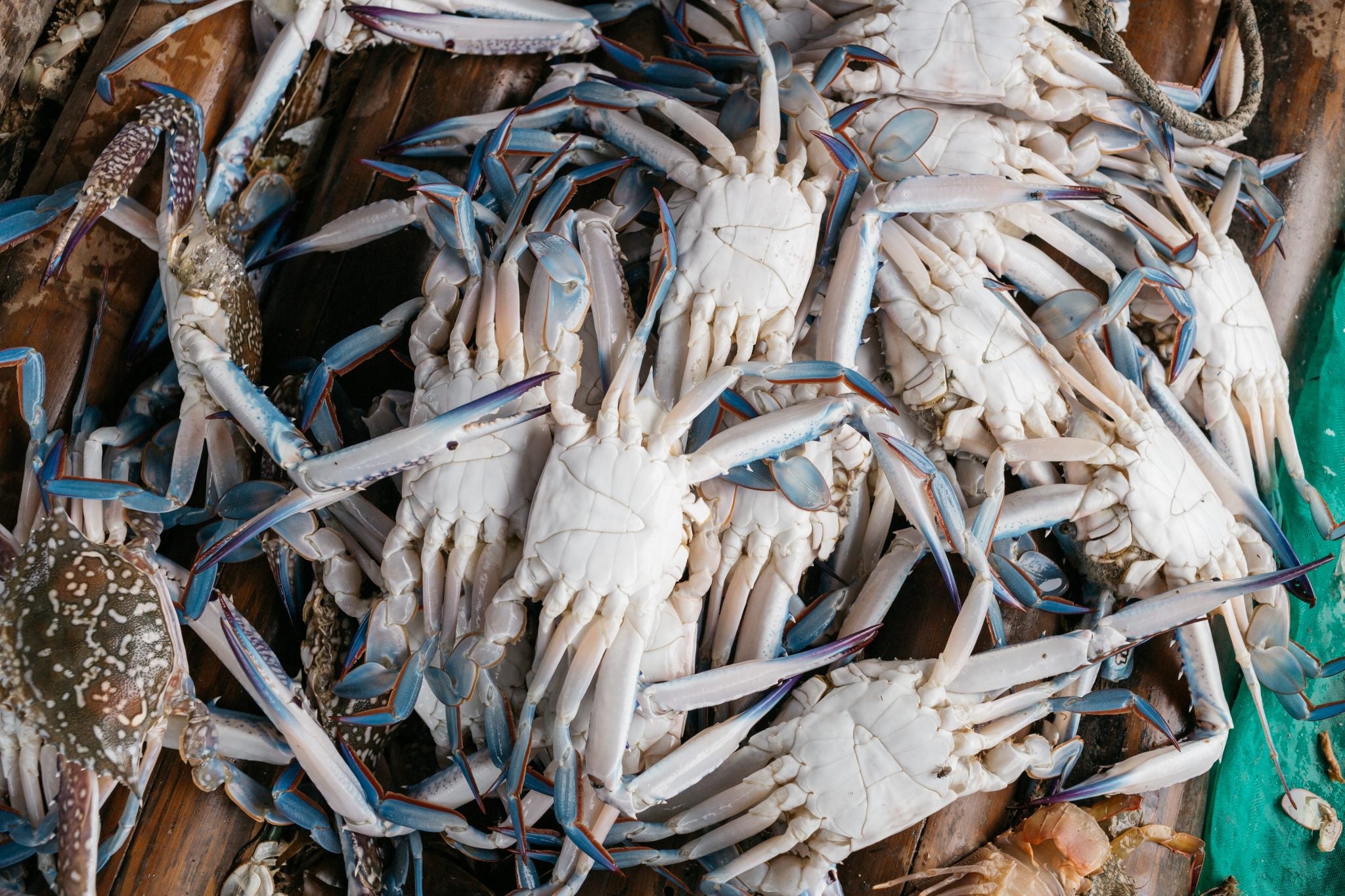 EDFish | Innovating for healthy oceans