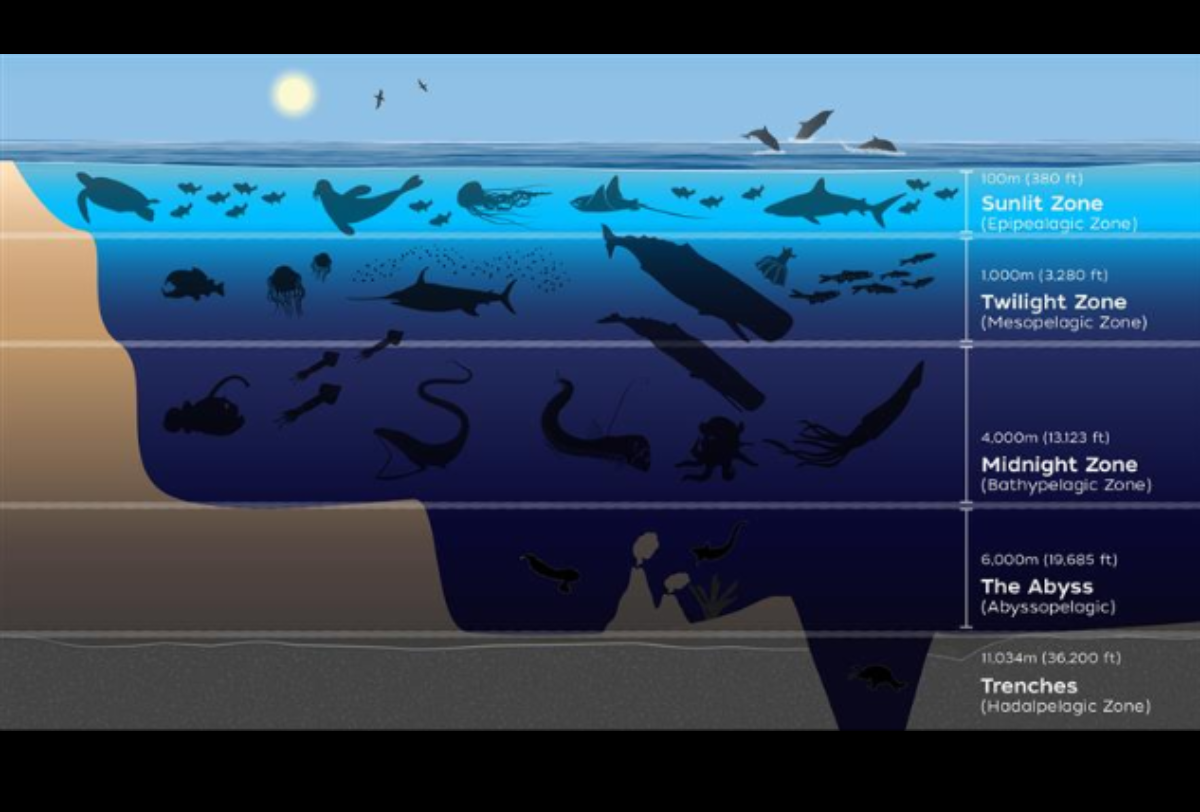 Motion 035: Protecting the Ocean’s Mesopelagic Zone at a Critical ...