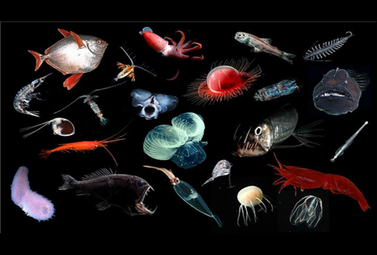 Mesopelagic Zone Animals List