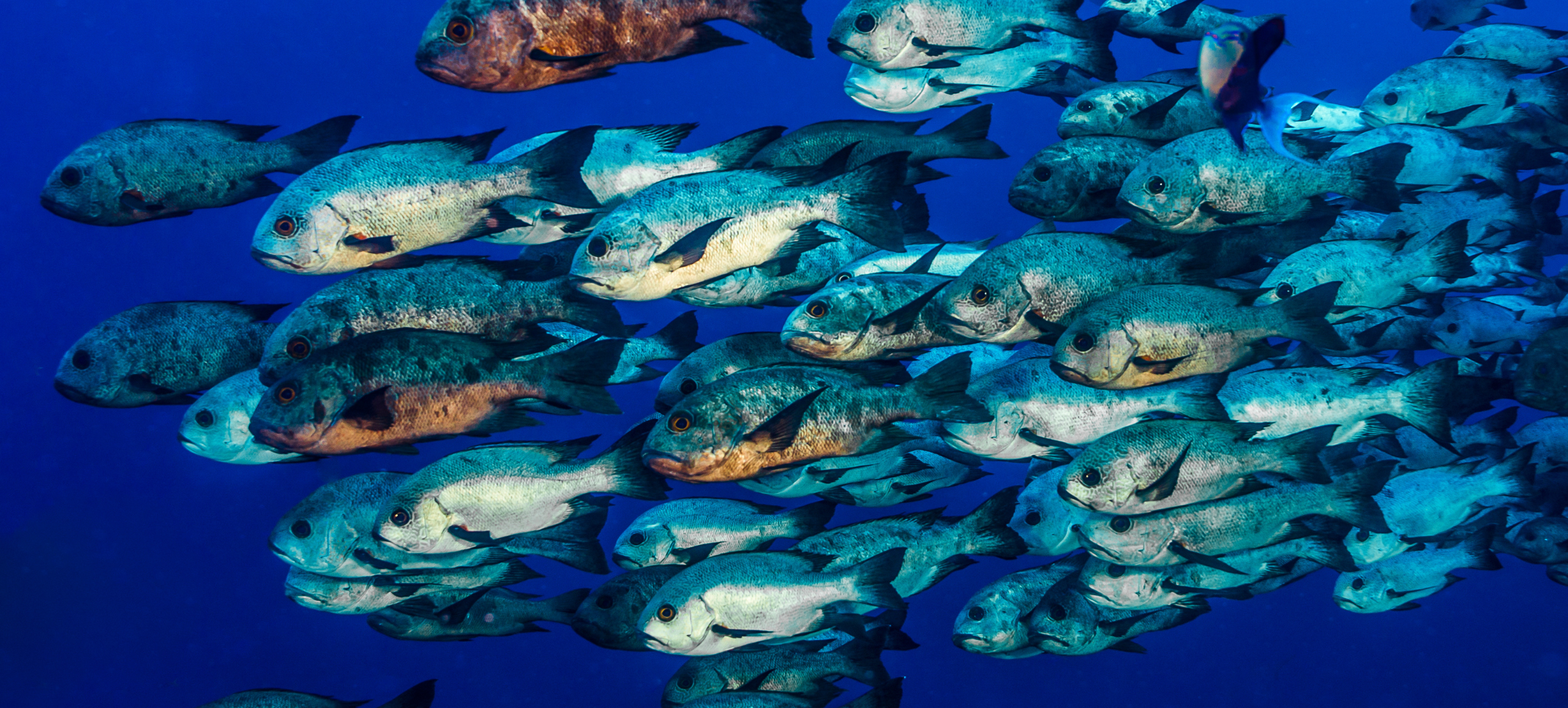 New platform seeks to prevent ocean conflict in the face of climate ...