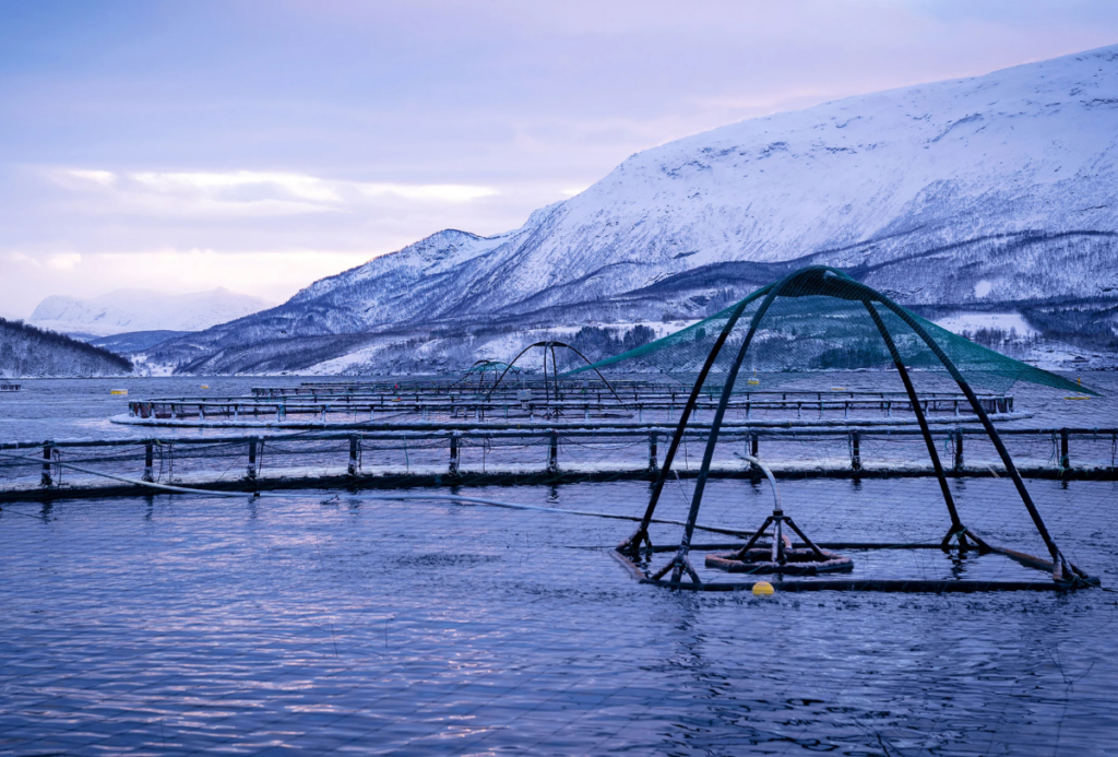 EDFish - Innovating for healthy oceans