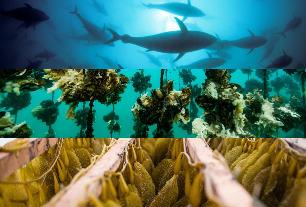 What Will We Grow Here? An Analysis of Candidate Species for Open Ocean ...