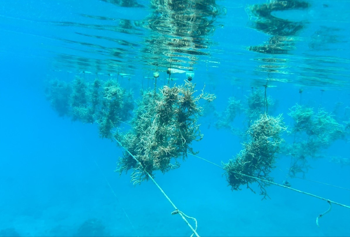 Seaweed Farming: Fresh Green Hope for the Philippines' Blue Economy ...