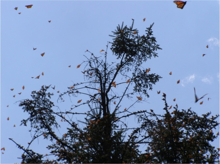 Three threats to the monarch butterfly’s winter habitat and what we can ...