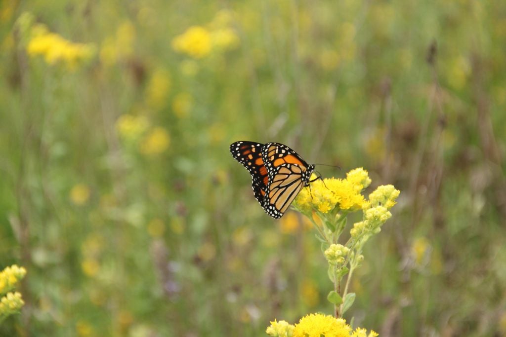 How the Midwest can save the monarch | Growing Returns