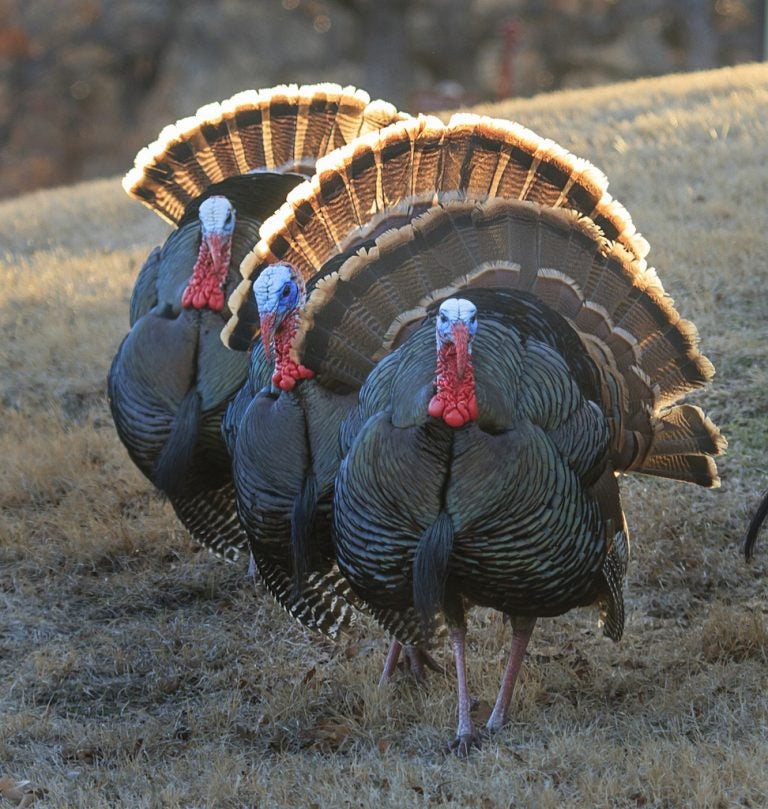 The wild turkey may be America’s greatest wildlife conservation success ...