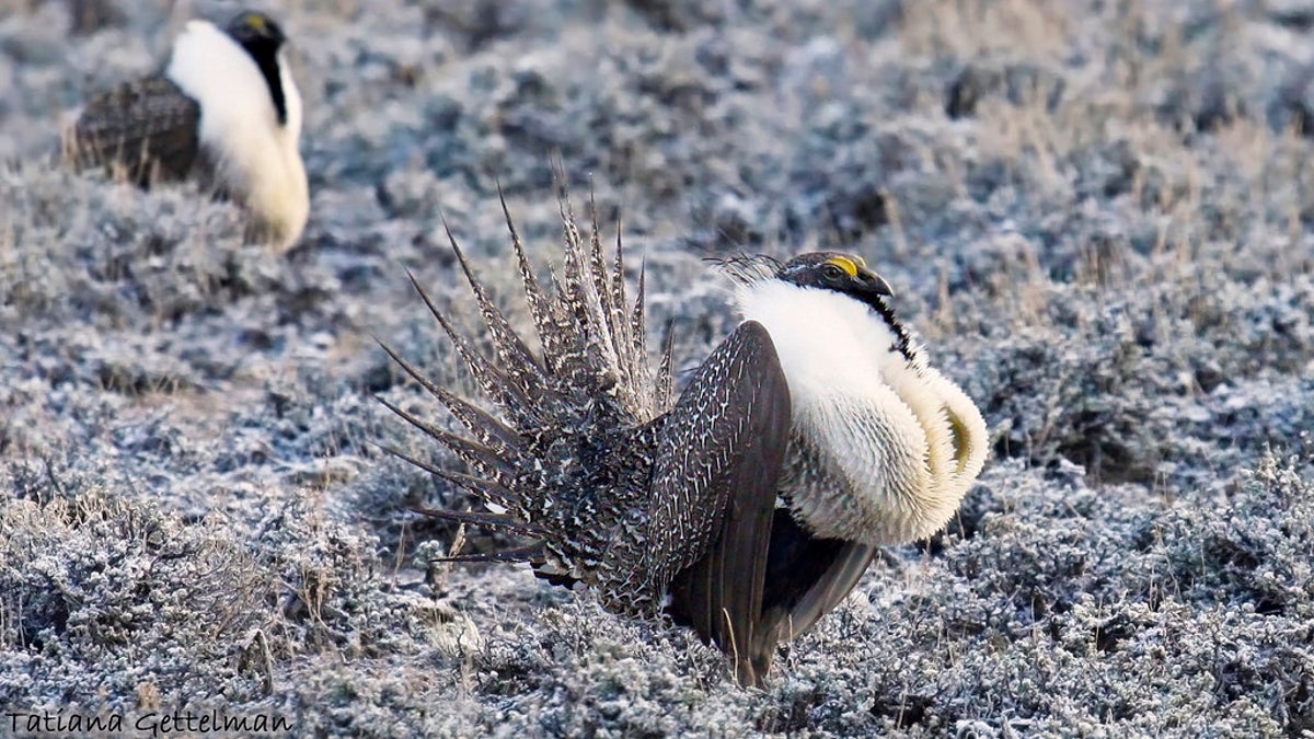 10,000-acre deal to protect sage-grouse marks milestone in conservation ...