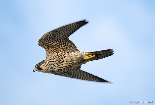 How the fastest American raptor nearly nosedived into extinction ...