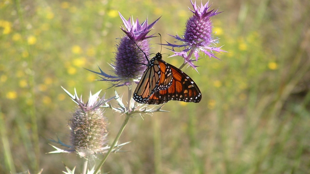 Why I have more hope than ever for the monarch’s recovery | Growing Returns