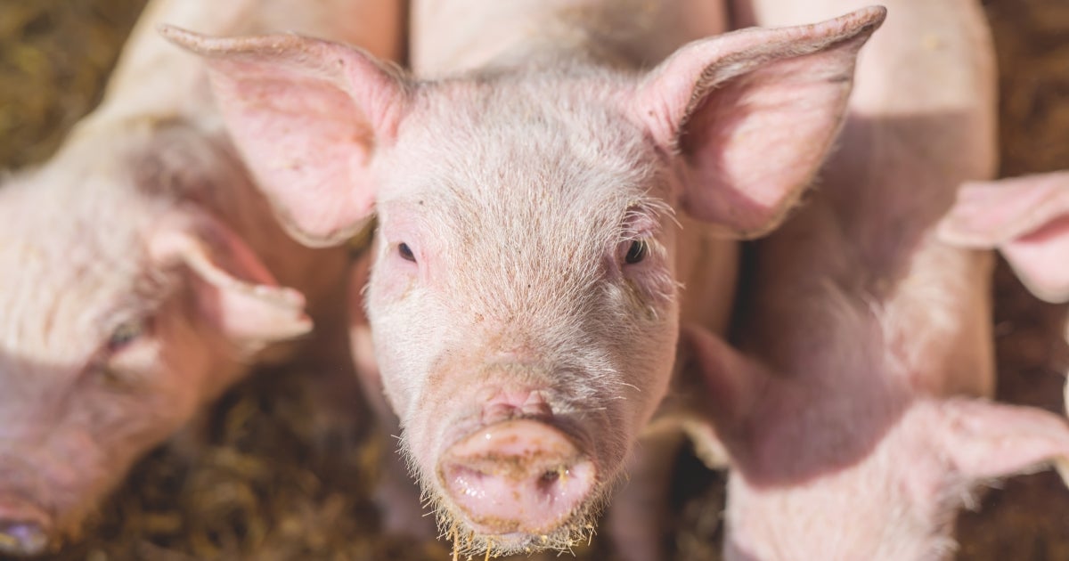 3 reasons animal agriculture should be leading the way on supply chain ...