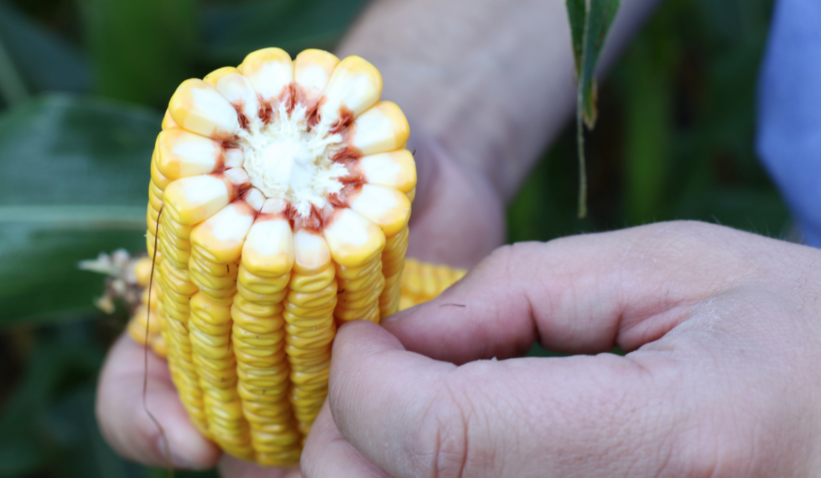 How conservation can enhance a farm’s financial health — even in ...