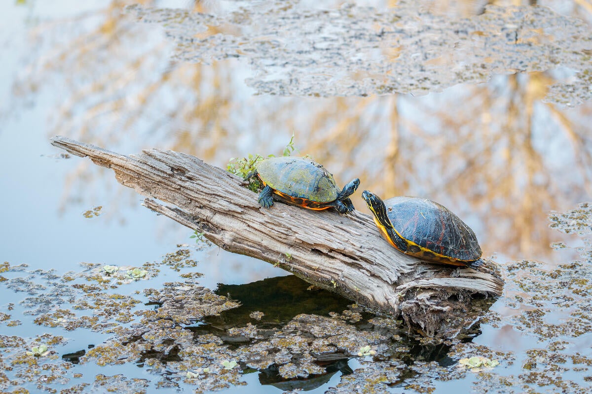 One year ago, the U.S. Supreme Court rolled back federal wetland ...