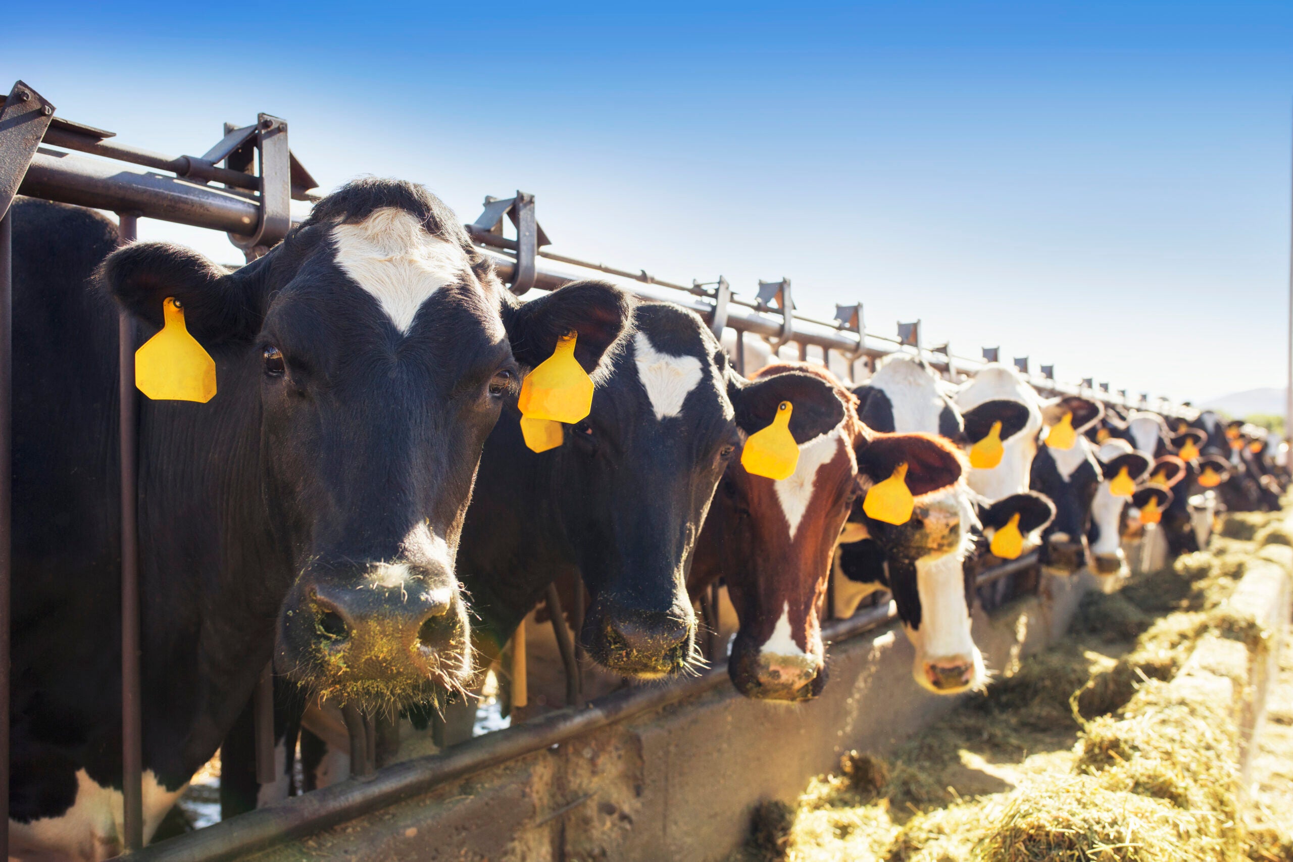 From feed formulation to fermentation: Can dairy cow nutrition models ...