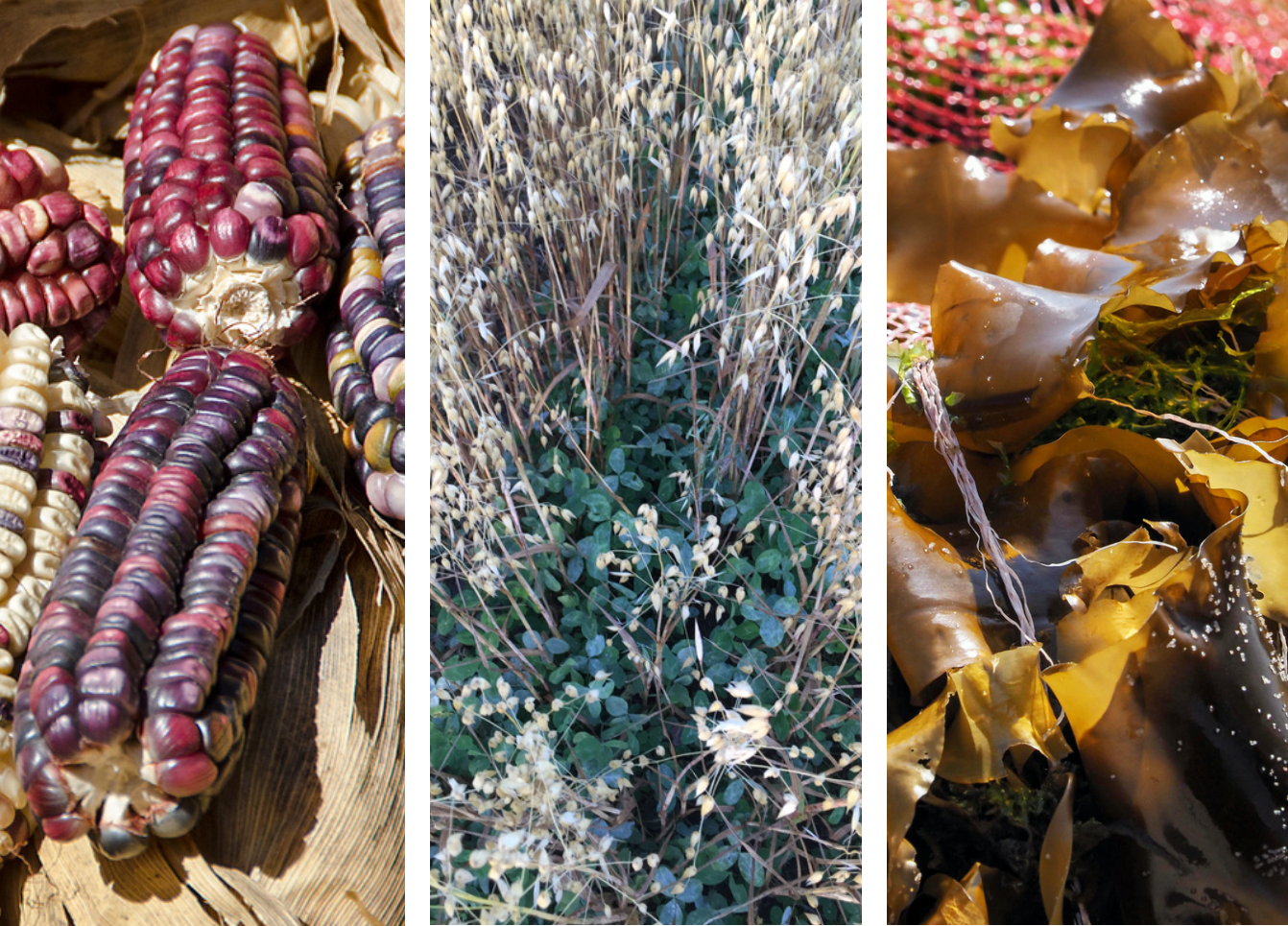 How a producer-led movement to diversify food production can strengthen ...