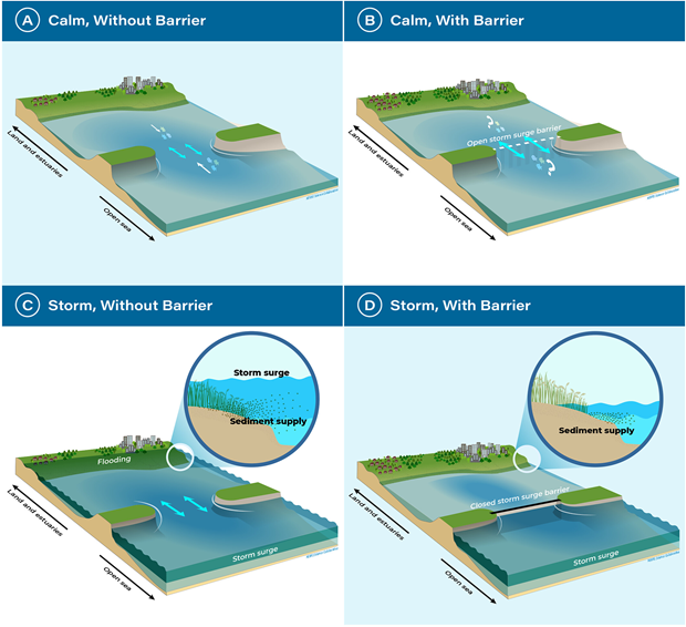 The impact of storm surge barriers on estuaries and ecosystems ...