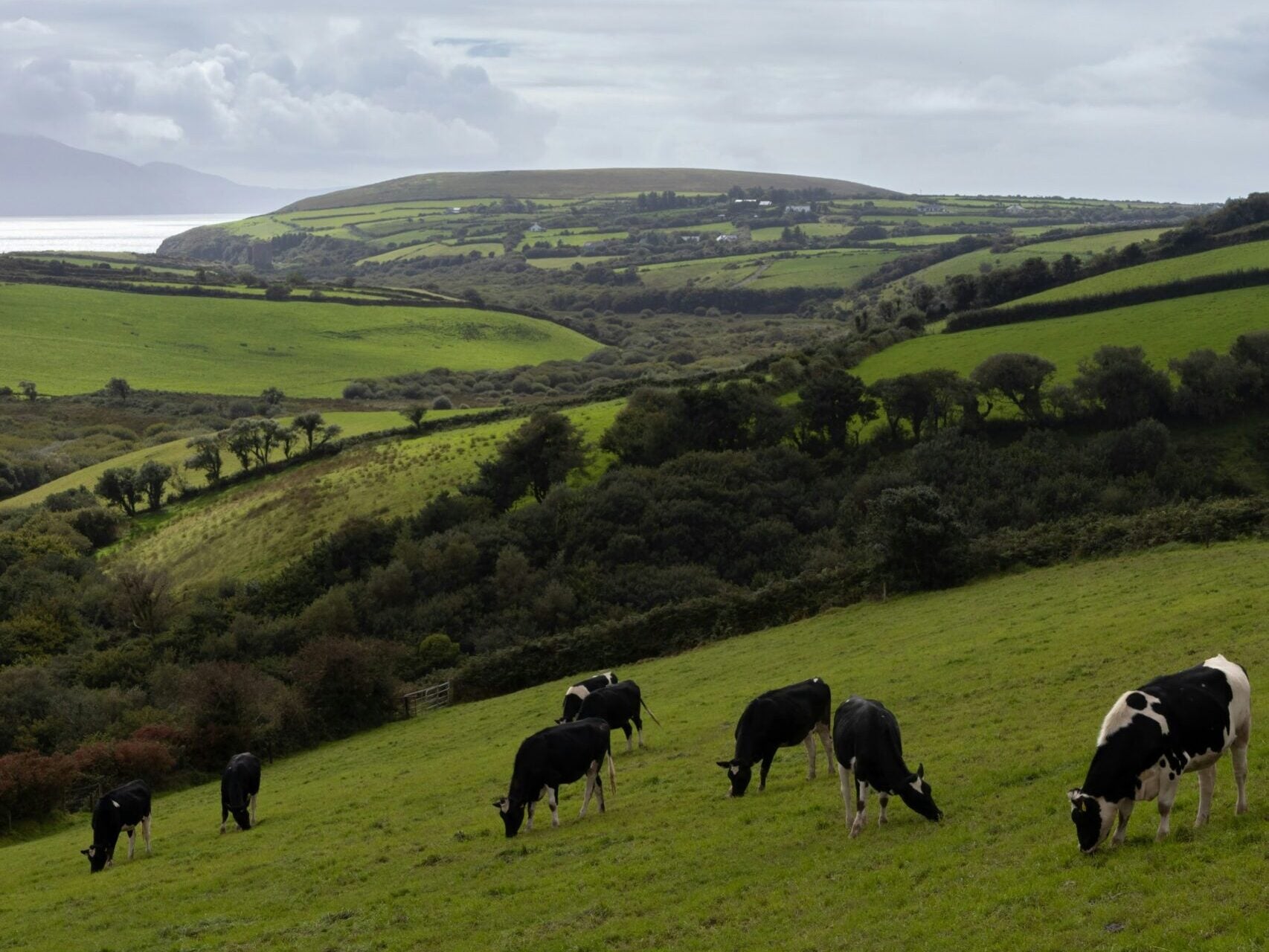 A new normal for Irish dairy: Pioneering sustainable change for Ireland ...