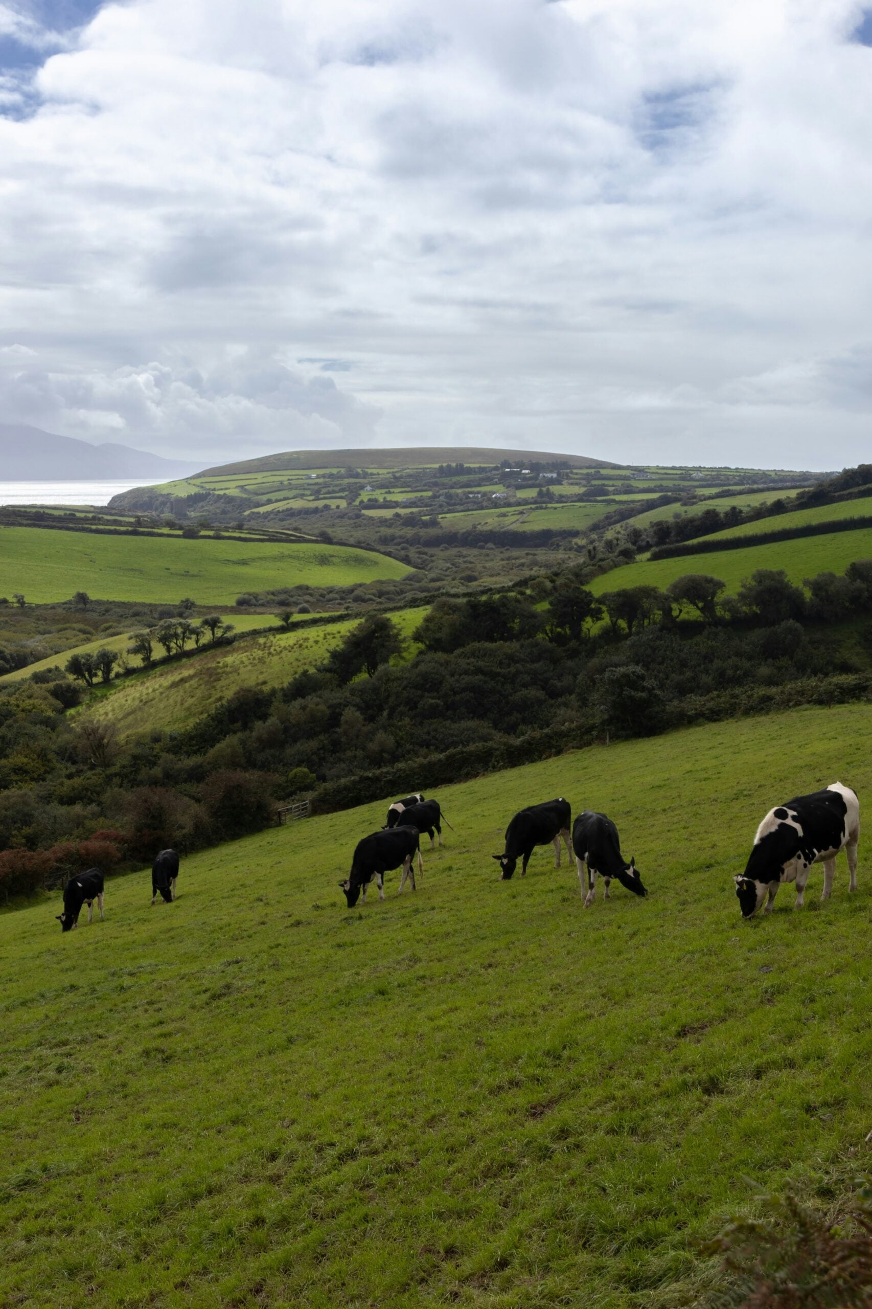 A new normal for Irish dairy: Pioneering sustainable change for Ireland ...