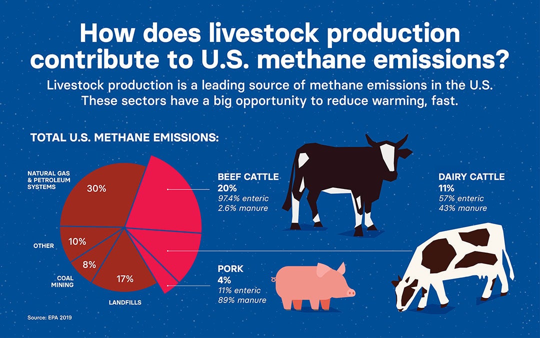 Methane Emissions in Animal Agriculture - EDF+Business